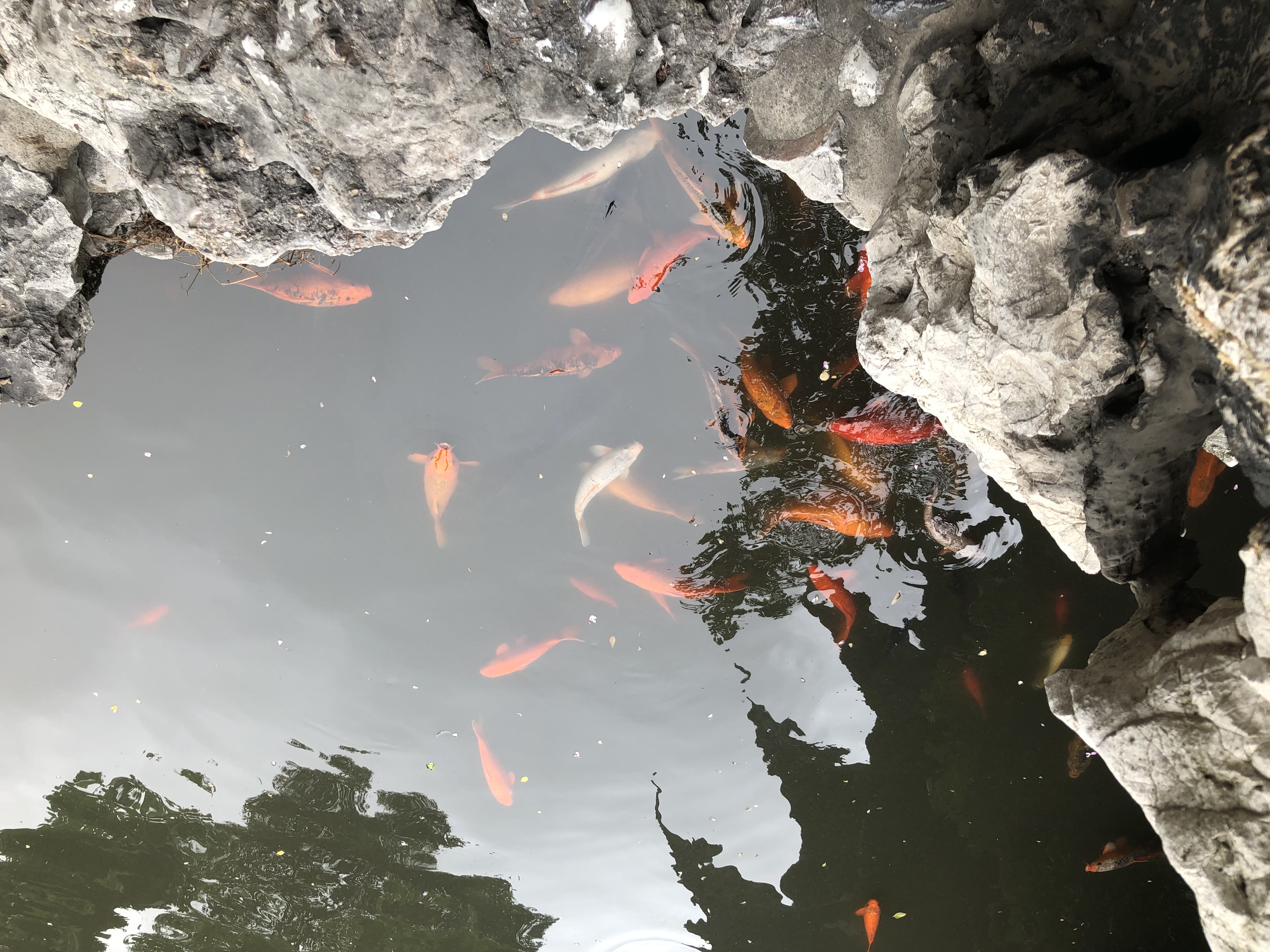 Entry #10 The final day in China – Pitt Plus3 Program